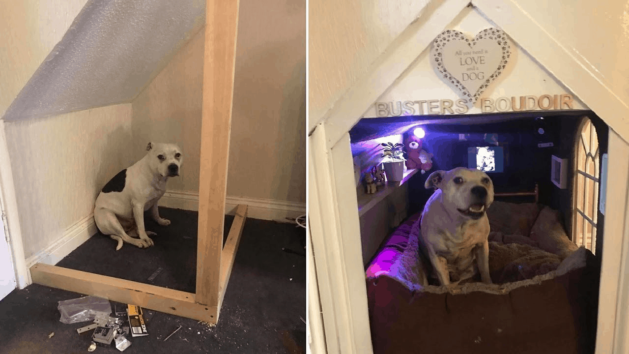 Dog’s Foster Dad Builds Him His Own Bedroom As A Safe Space