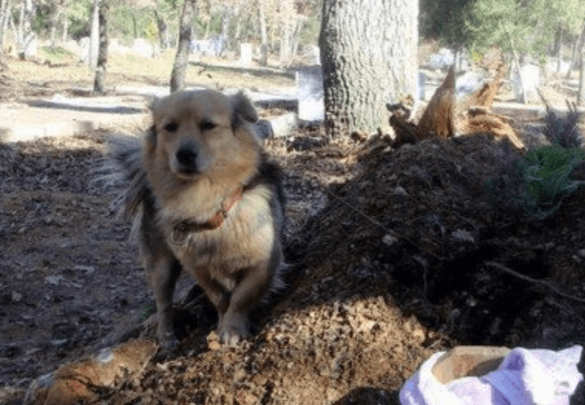 Dog Gets Super Upset After Owner Passes Away And Mourns During Funeral ...