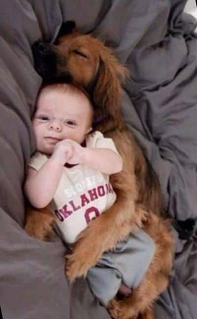 10+ Adorable Picture and Clips of Animals And Babies - Cute Animal Planet