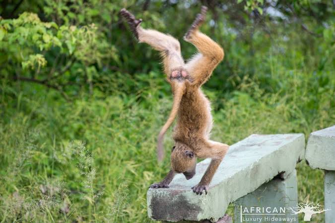 10+ Animals Who Will Inspire You To Start Doing Yoga - Cute Animal Planet
