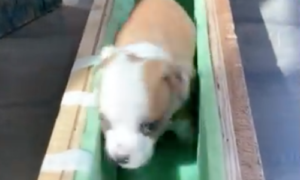 Dog With Swimmer’s Syndrome Learns How To Stand And Run Around