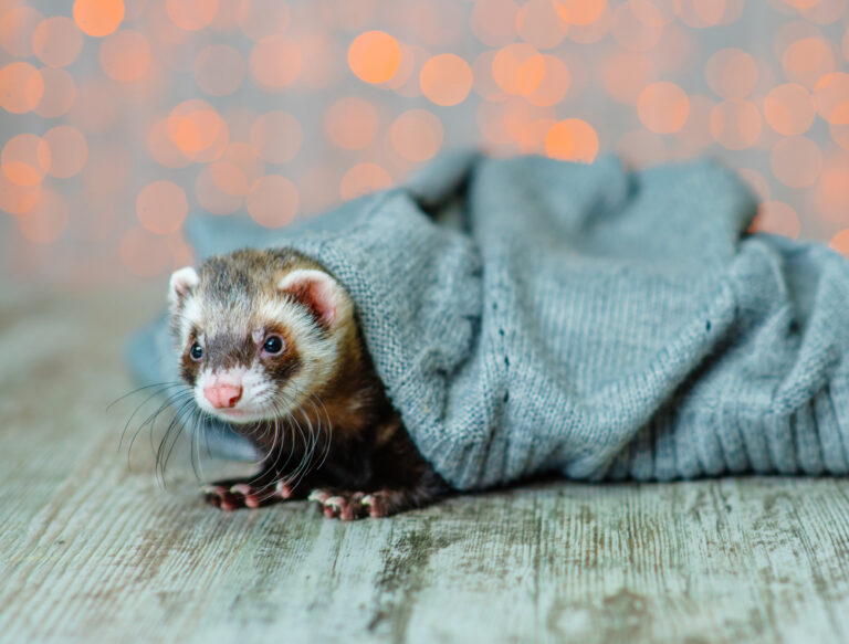7 Best Small Exotic Pets for Apartment Living - Cute Animal Planet