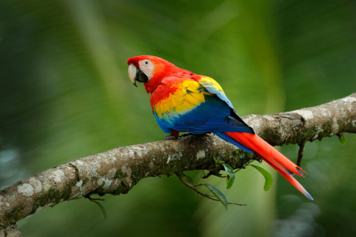 Feathered Friends: The 6 Most Gorgeous Birds to Keep as Pets - Cute ...