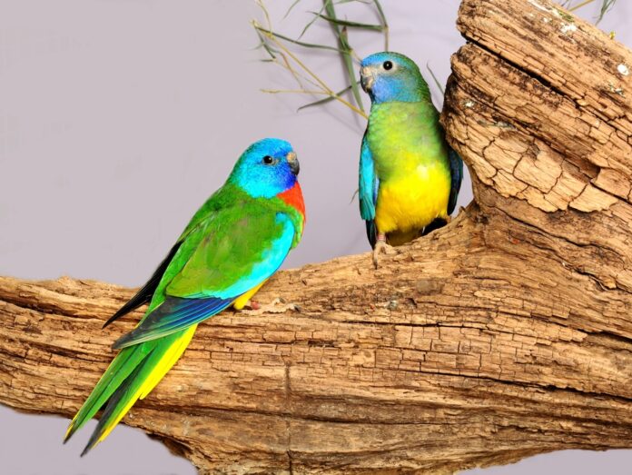 Feathered Friends: The 6 Most Gorgeous Birds to Keep as Pets - Cute ...