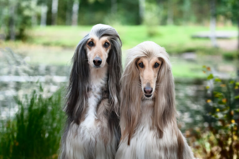 These 5 Long-Haired Dog Breeds Will Turn Heads Everywhere You Go - Cute ...
