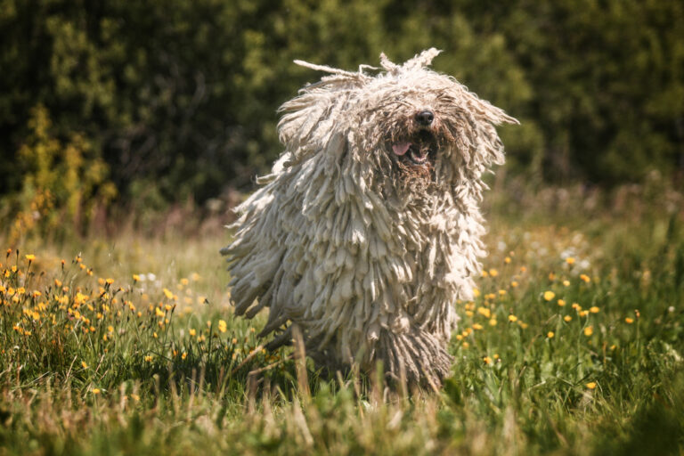 These 5 Long-Haired Dog Breeds Will Turn Heads Everywhere You Go - Cute ...