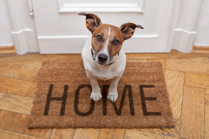 Home Alone: 7 Dog Breeds That Will Stay Happily at Home Without You ...