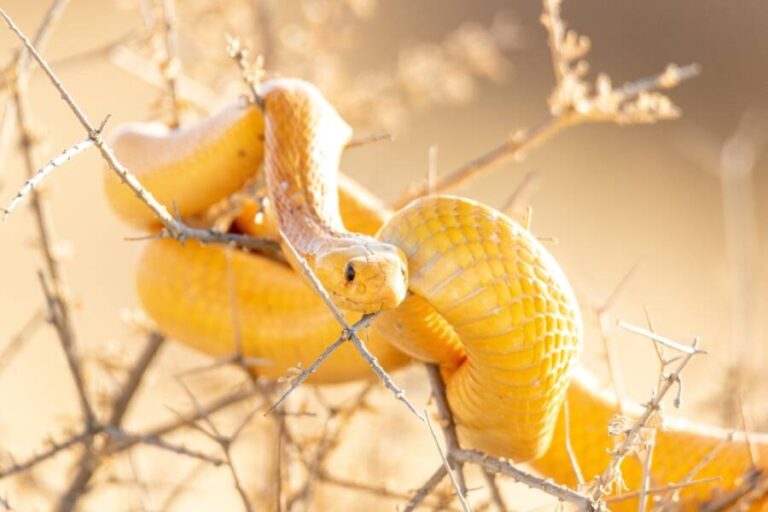 Slithery Snakes! Do You Know These 5 Facts About Them? - Cute Animal Planet