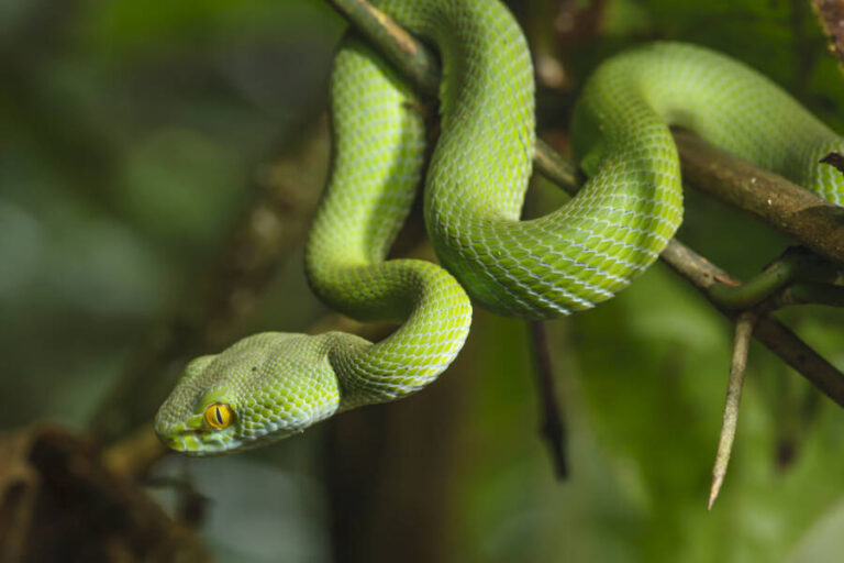 Slithery Snakes! Do You Know These 5 Facts About Them? - Cute Animal Planet