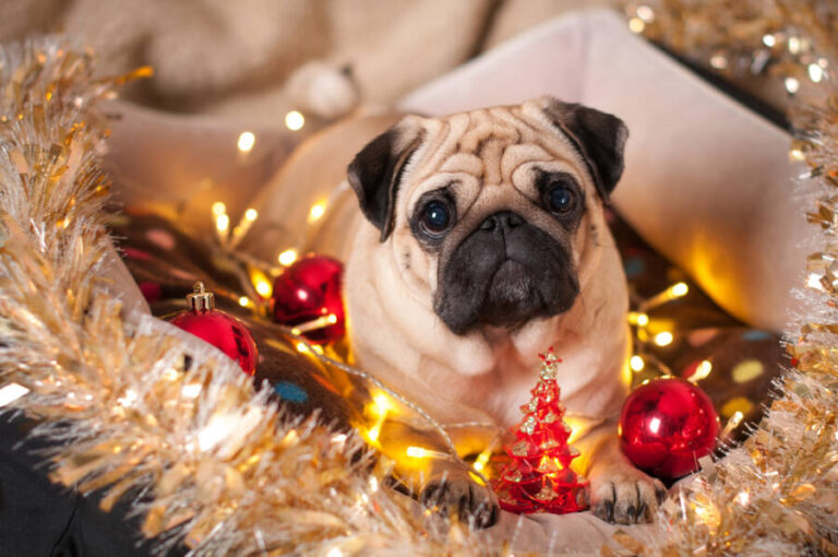 5 Extremely Dangerous Christmas Objects You Should Keep Away From Your ...
