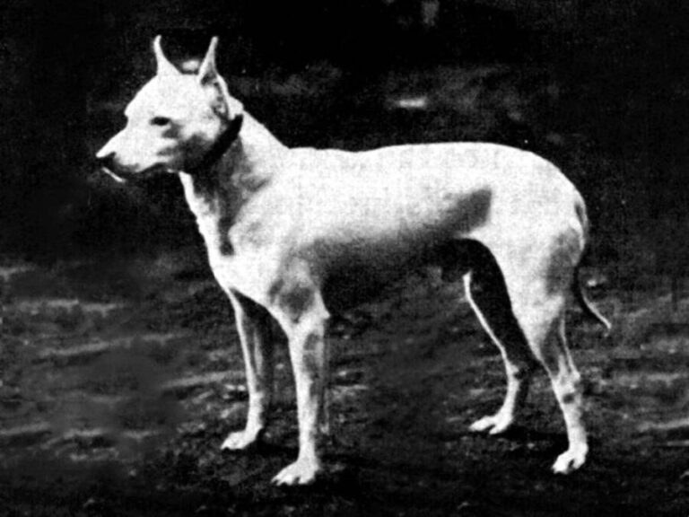 8 Extinct Dog Breeds You Never Knew Existed - Cute Animal Planet